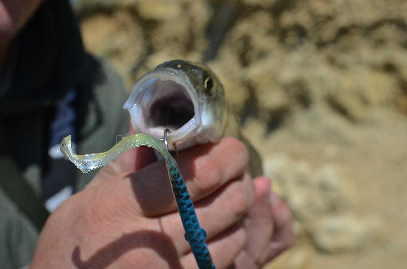 What Lures Catch What Fish: A Quick Guide – DailyFishers
