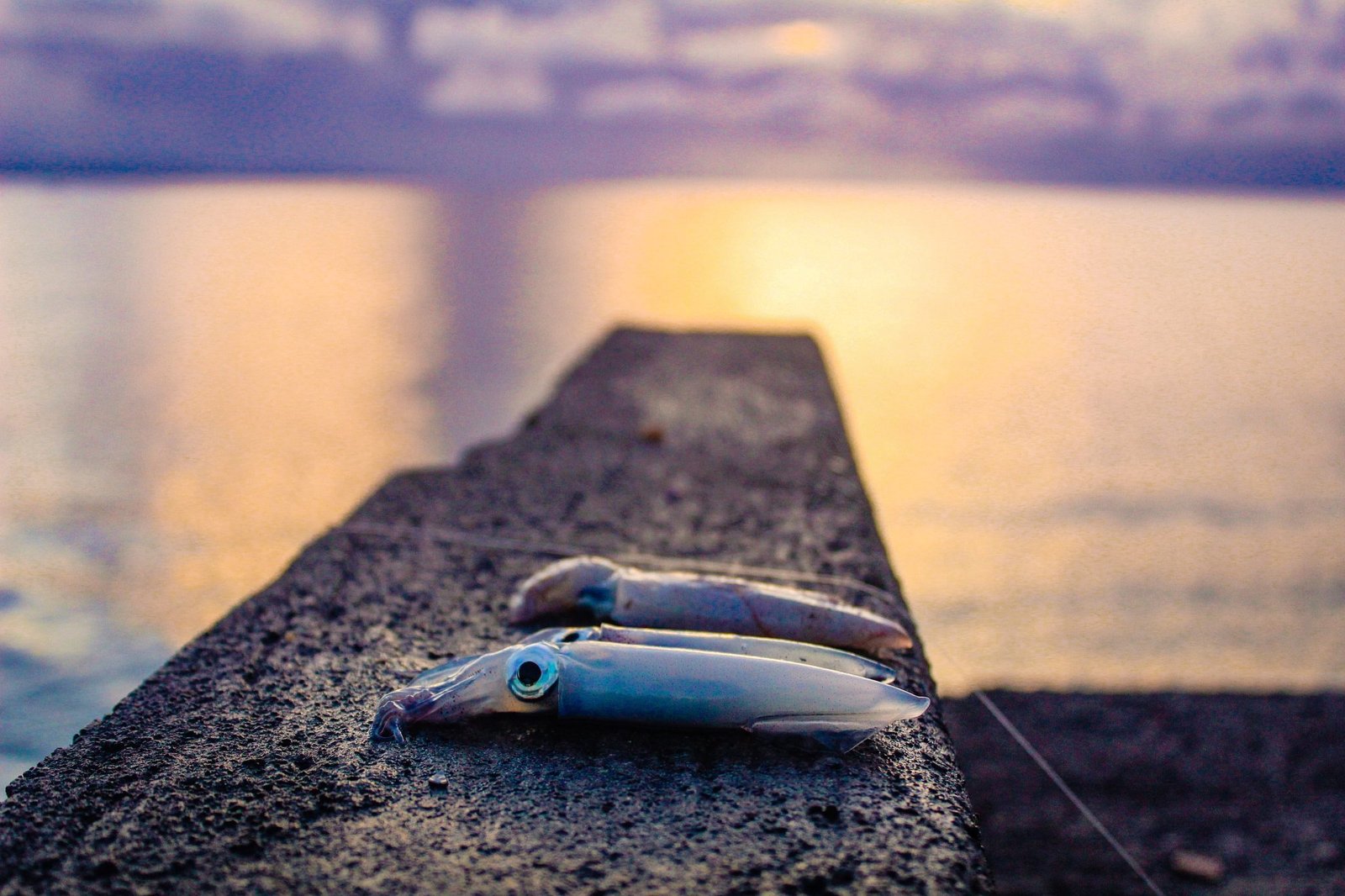 Best Baits for Surf Fishing: Tips and Tricks for Catching More Fish ...