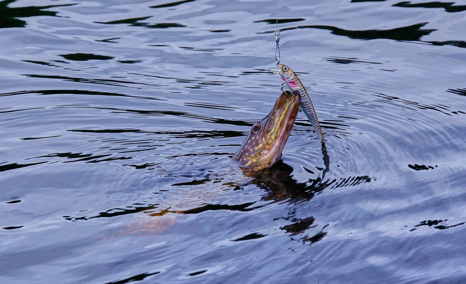 Best Fishing Line for Northern Pike: A Quick Guide – DailyFishers