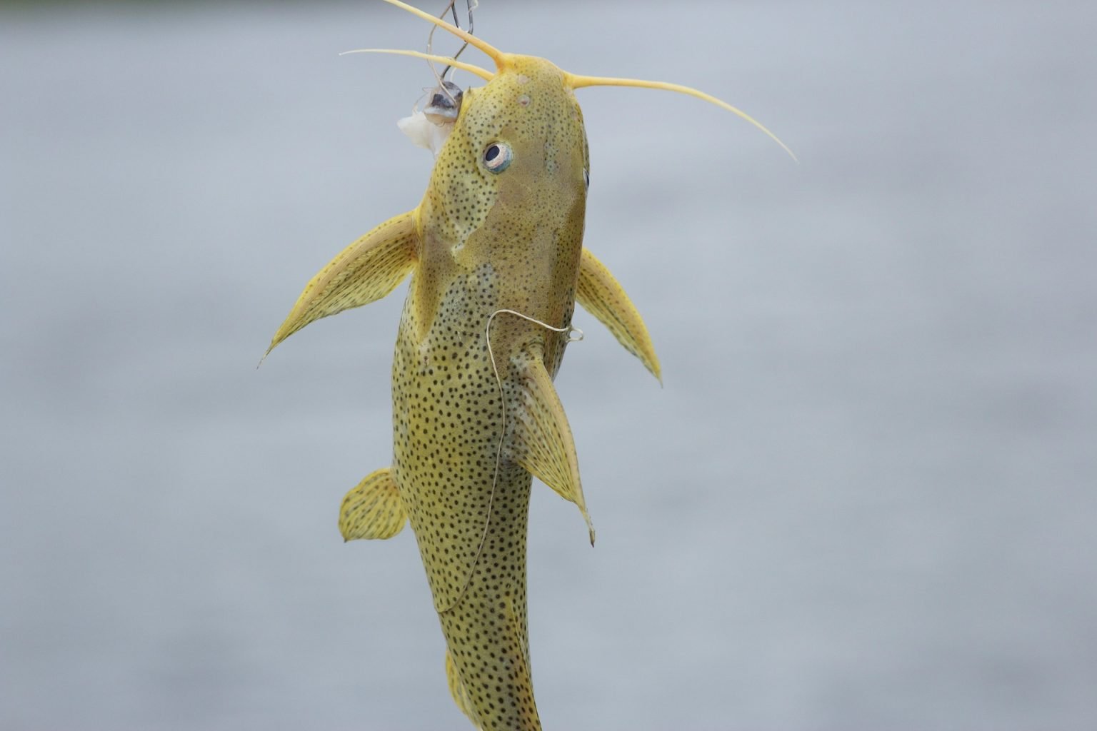 Best Fishing Line for Catfish: Top Picks and Buying Guide – DailyFishers