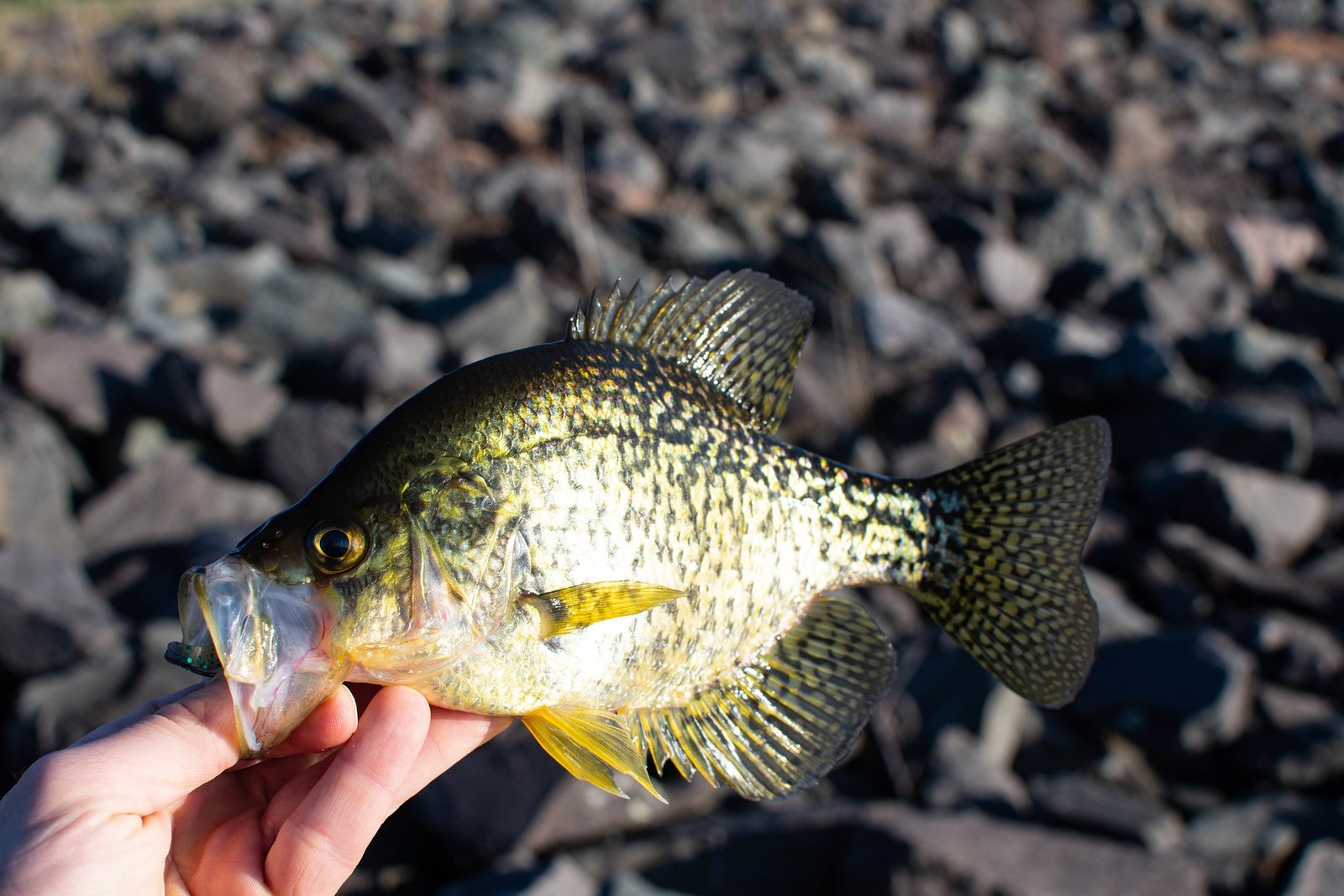 Best Crappie Fishing Lures: Top Picks for Catching More Fish – DailyFishers