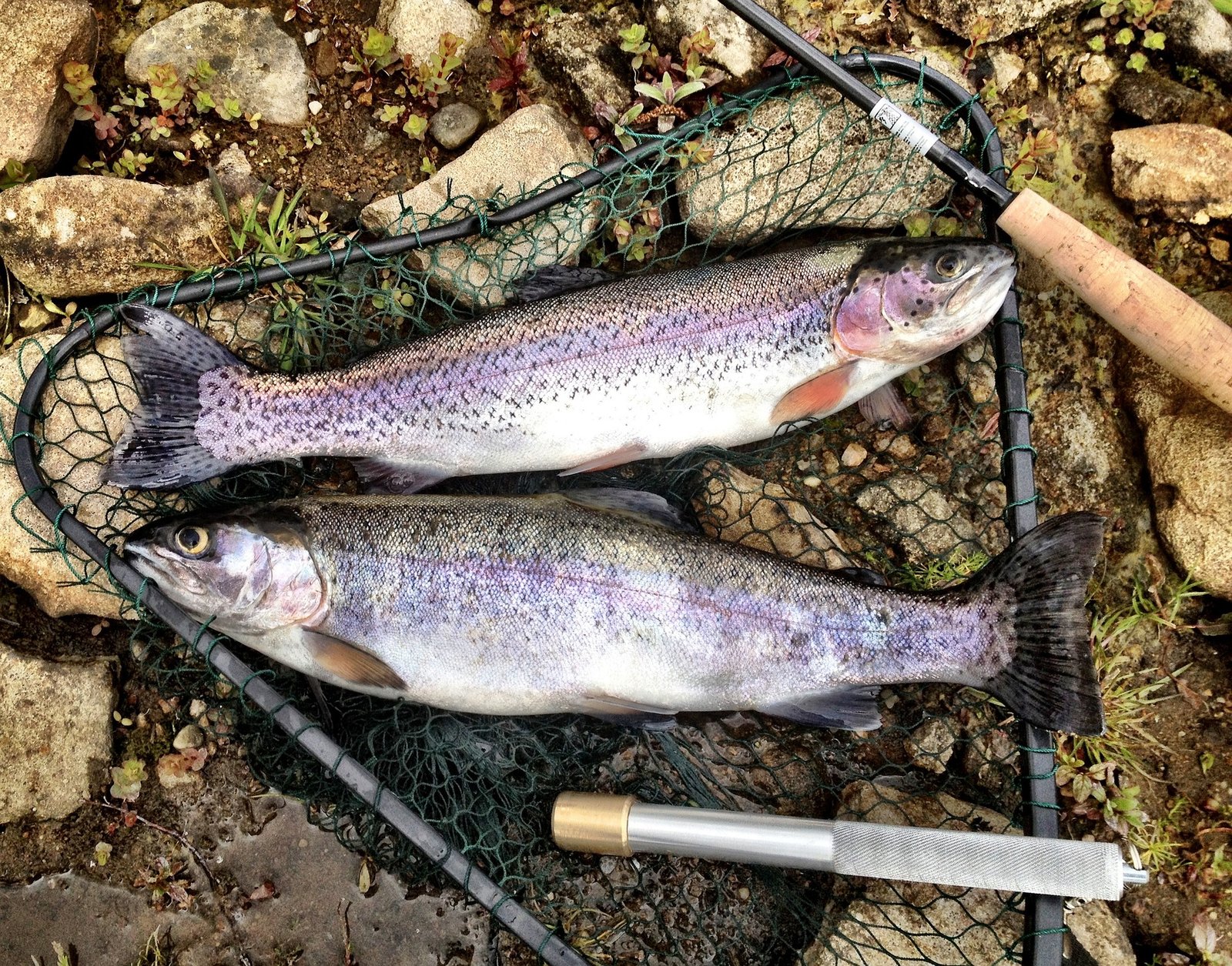 Best Fishing Landing Nets: Top Picks for Your Next Catch – DailyFishers