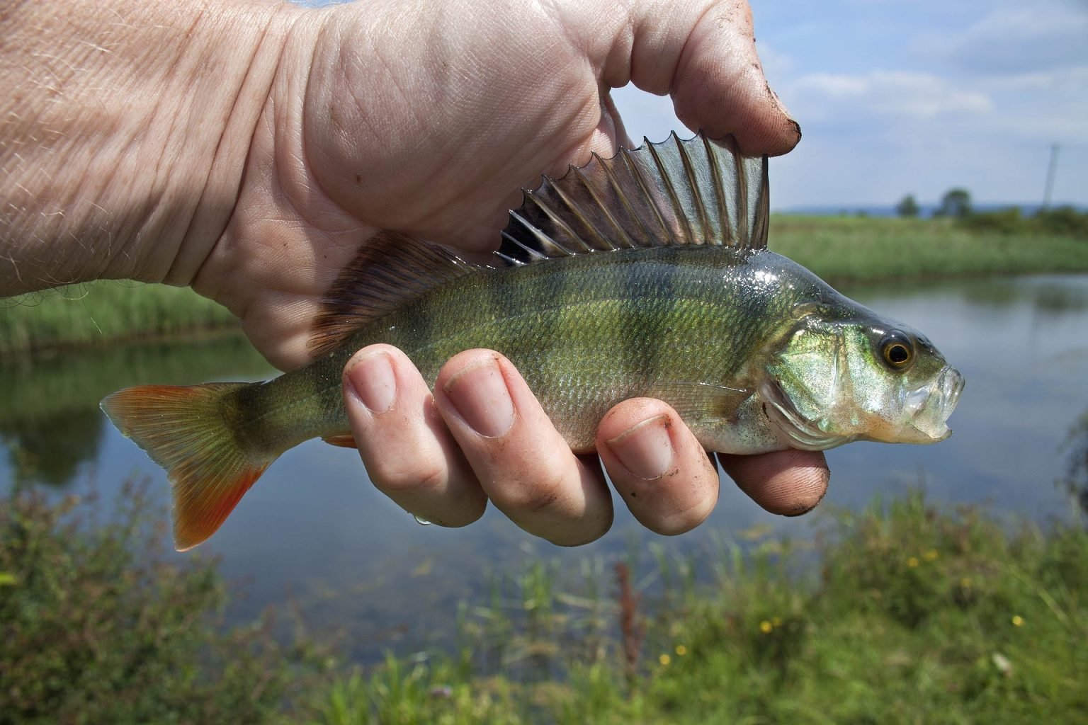 Best Lures for Perch Fishing (+ how to catch them) – DailyFishers