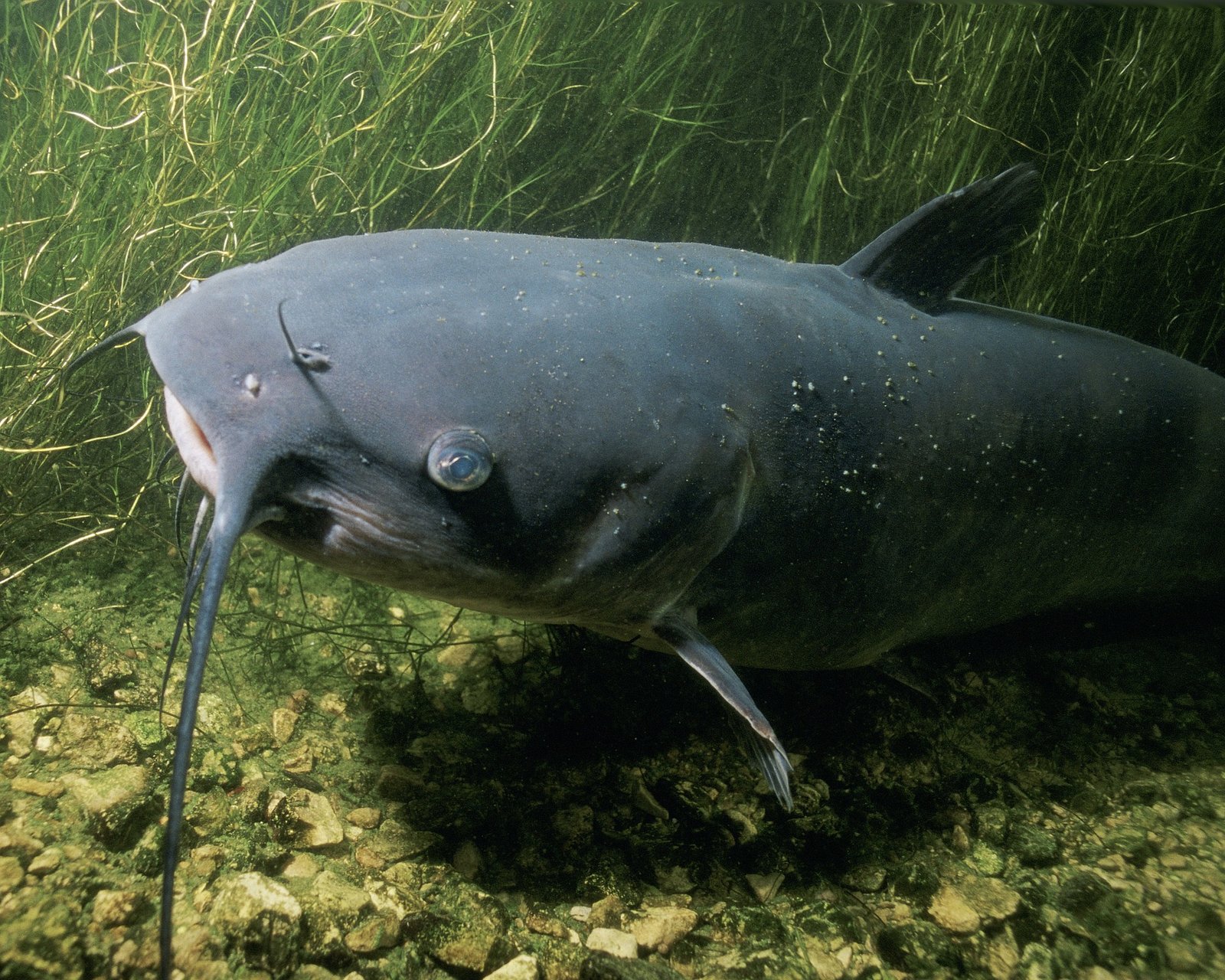 Best Baits for Catfish: Top Choices to Reel in a Big One – DailyFishers