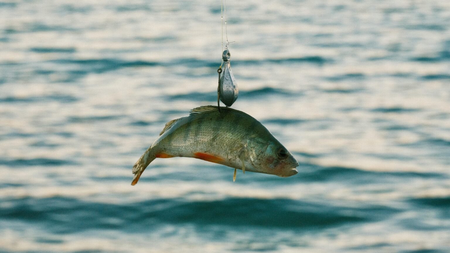 Best Baits for Catfish: Top Choices to Reel in a Big One – DailyFishers