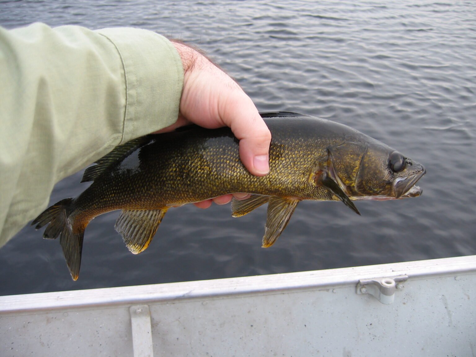 Best Fishing Rods for Walleye: Top Picks for Your Next Catch – DailyFishers